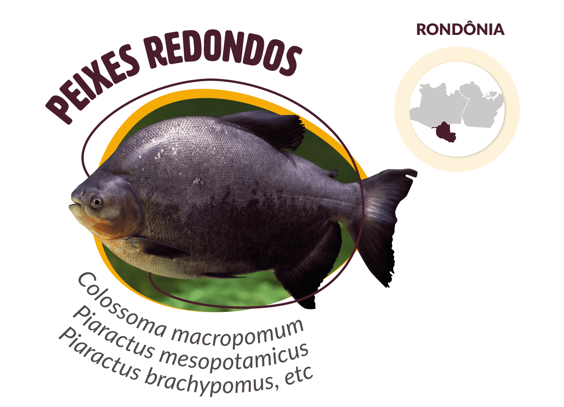 Peixes Redondos | PRS Amazônia