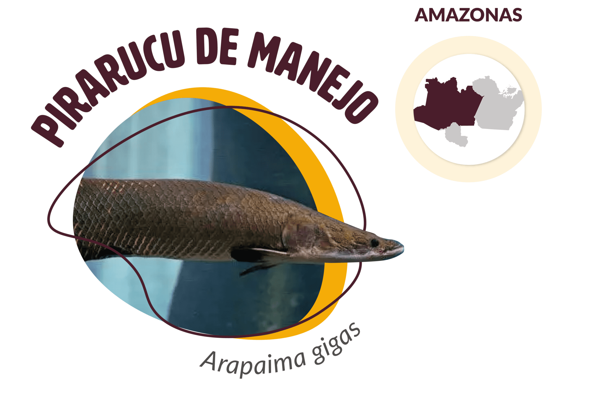 Pirarucu de Manejo | PRS Amazônia